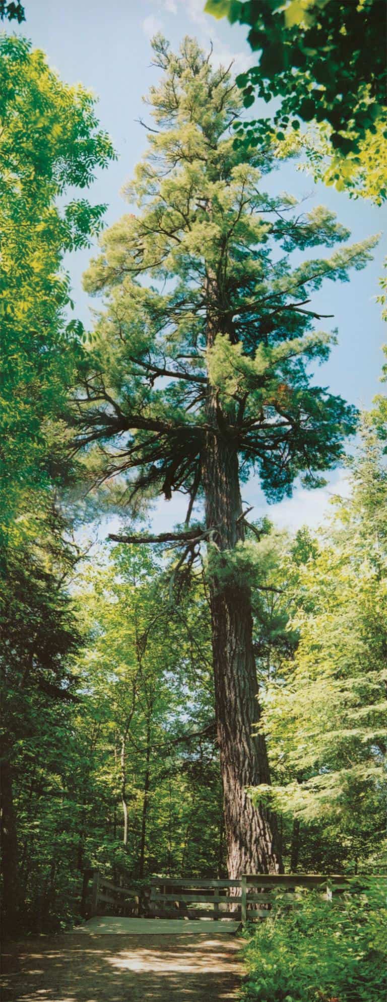 White Pine: Can What Once Was–Ever Be Again? | Quetico Superior ...
