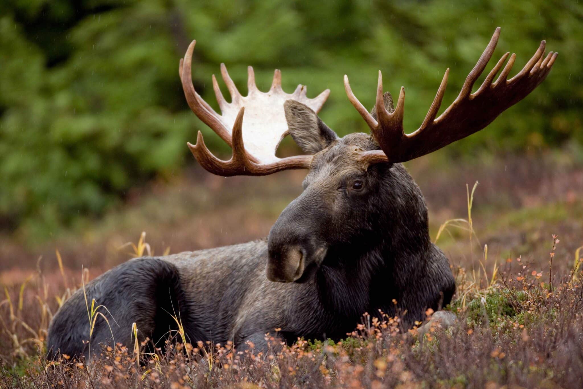 Moose Numbers Stay Steady, More Will be Radio-Collared | Quetico ...
