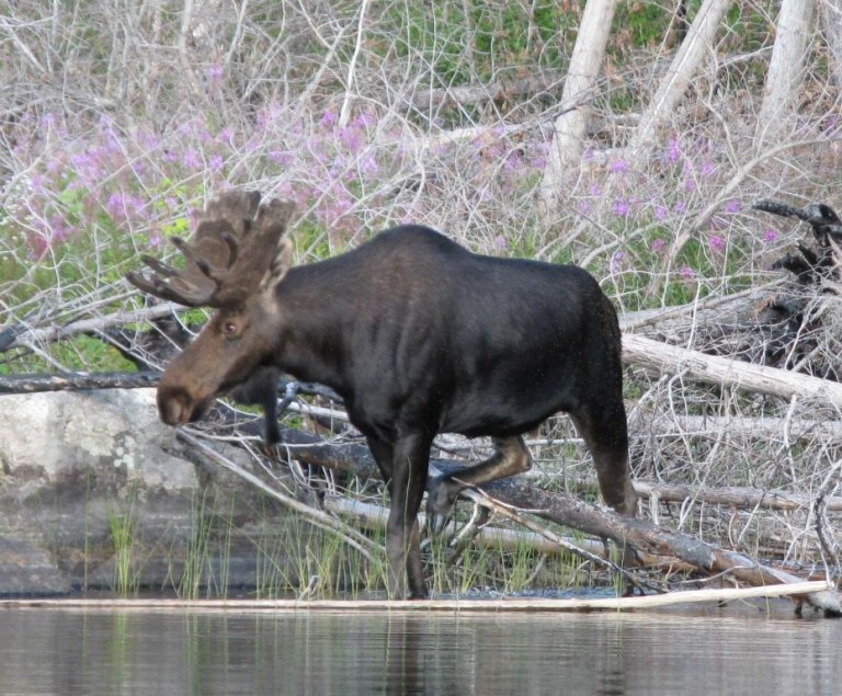 Minnesota's Moose Beleaguered by Warm Winters and Poor Health | Quetico ...