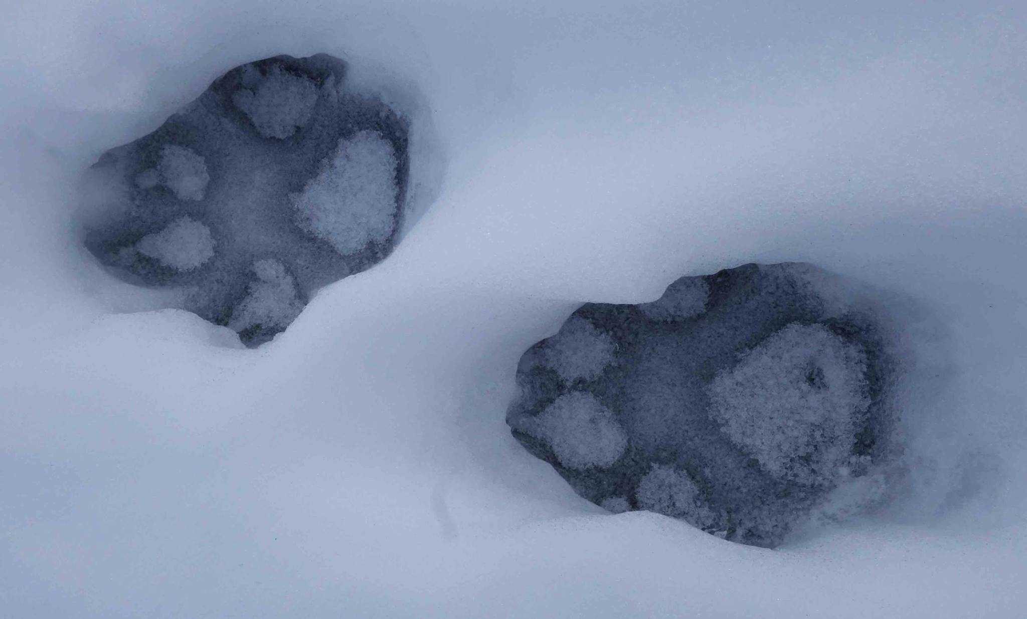 Not Gone Yet: Scientists Find Evidence of Wolves on Isle Royale ...