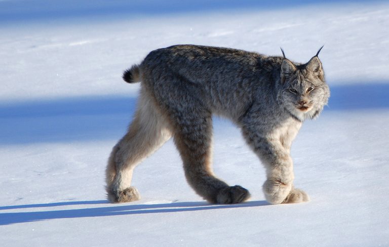 DNA Study Shows Lots of Lynx Living on the Superior National Forest ...