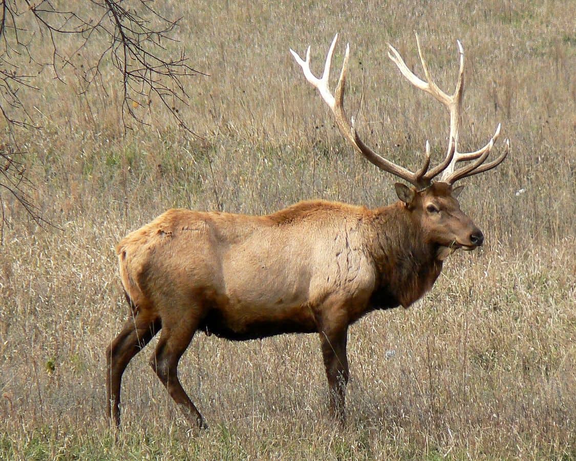 Potential places to reintroduce elk are identified in northeastern ...