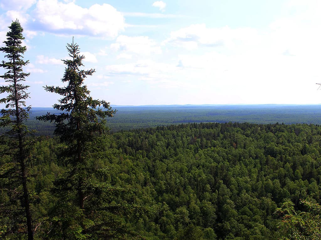 Researchers restore forests in northeastern Minnesota's changing ...