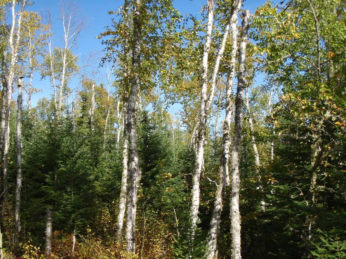 Listen: Interview with Gunflint District Ranger about ShokoShoe forest ...