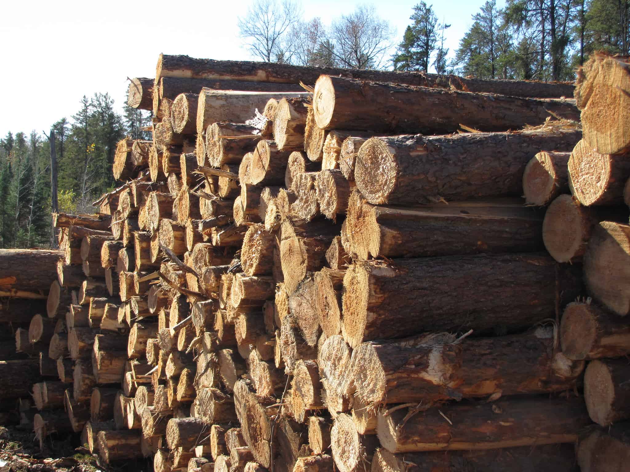 Minnesota plan to increase annual timber harvest includes proposed ...