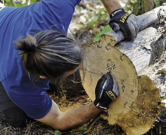 What is Wilderness? Examining tree rings, researchers reconsider the ...