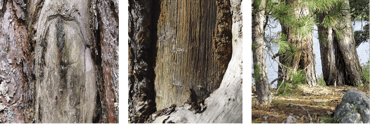 What is Wilderness? Examining tree rings, researchers reconsider the ...