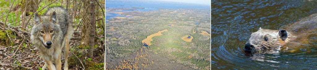 How do wolves hunt beavers? | Quetico Superior Wilderness News