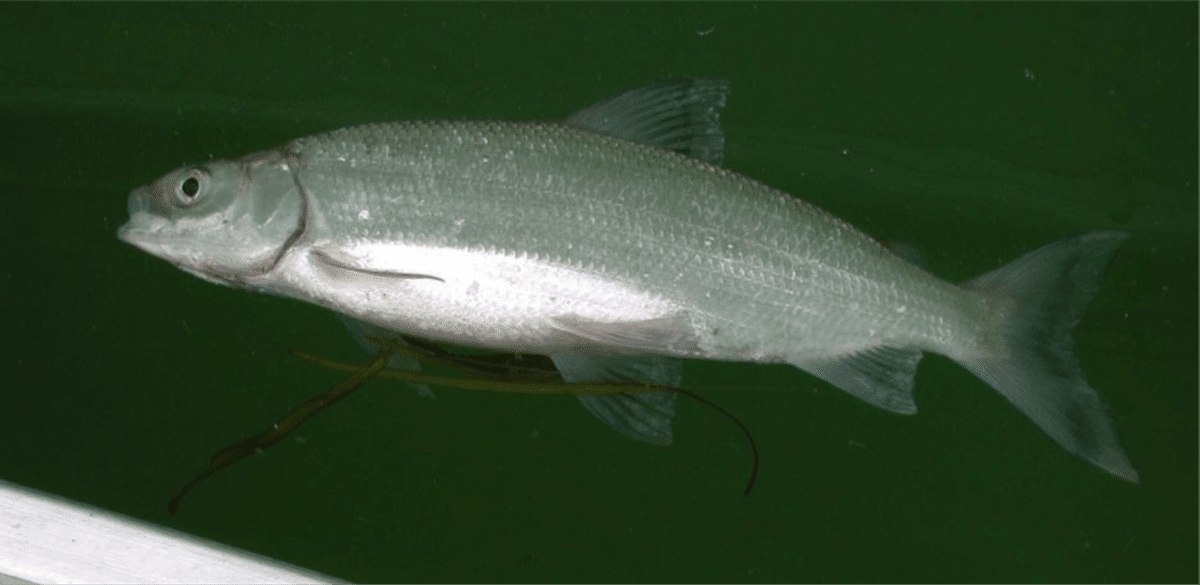 Less ice cover on Lake Superior could reduce key fish species | Quetico ...