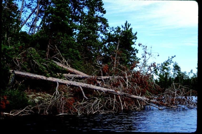 25th anniversary of the 1999 Boundary Waters Blowdown