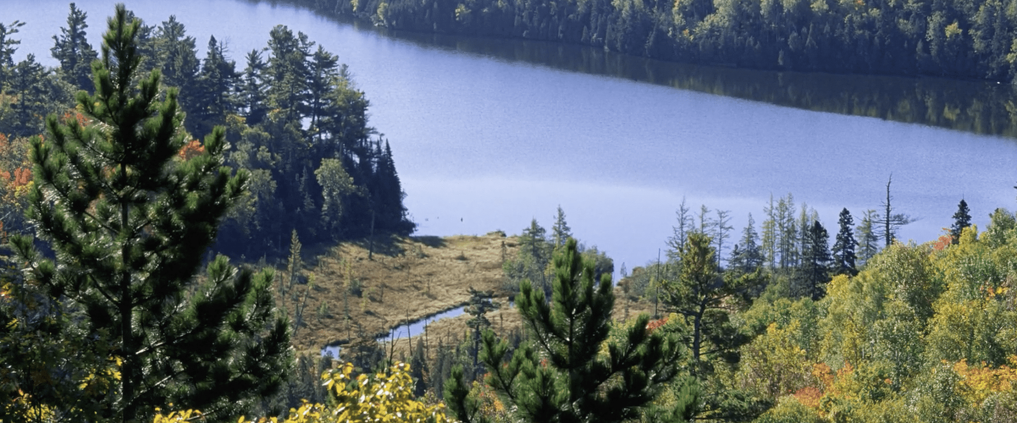 Saving Minnesota's Conifers | Quetico Superior Wilderness News