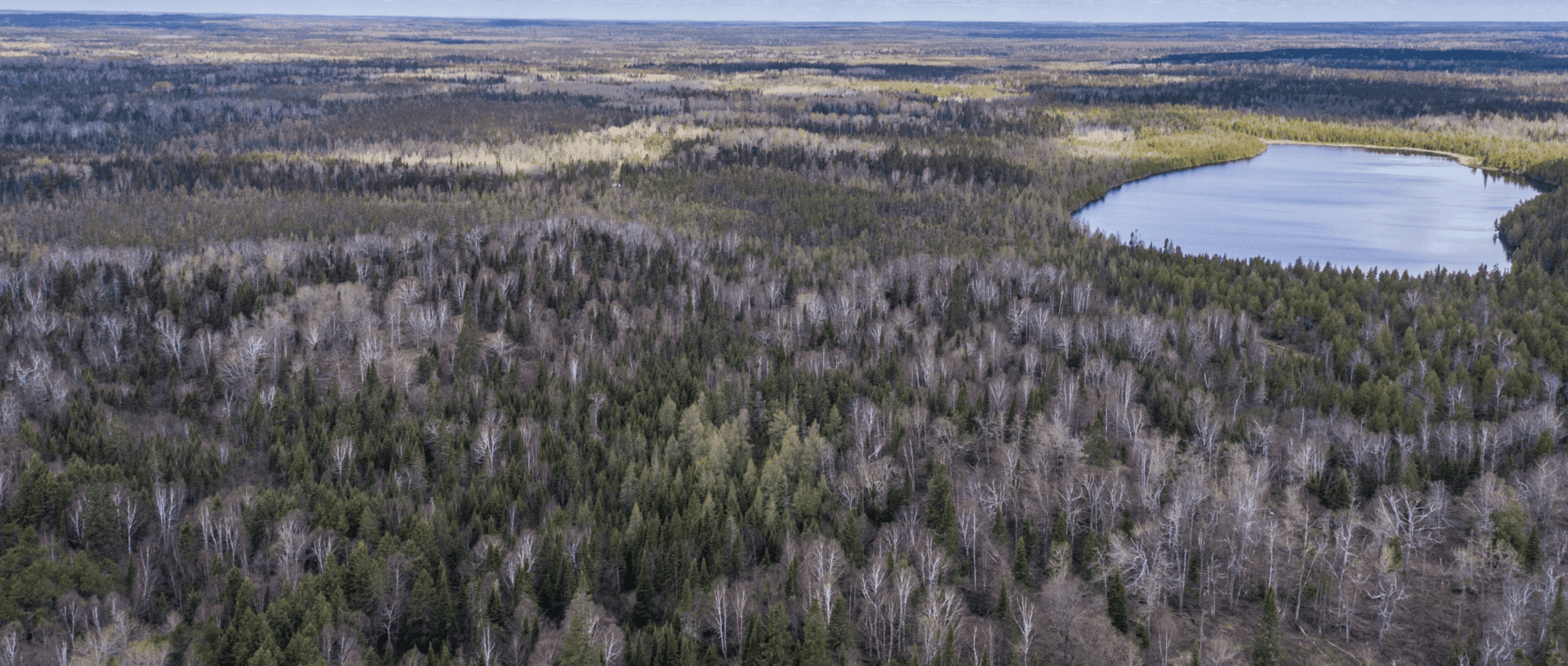 Saving Minnesota's Conifers | Quetico Superior Wilderness News
