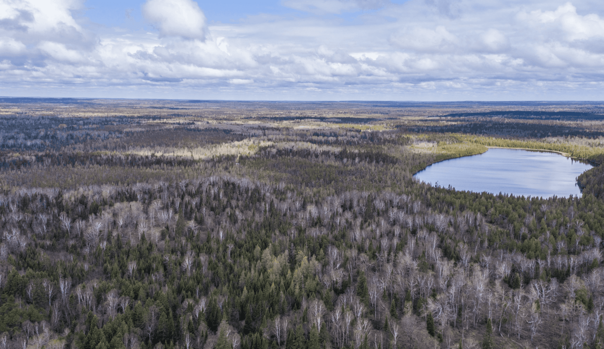 Types Of Coniferous Trees In Minnesota
