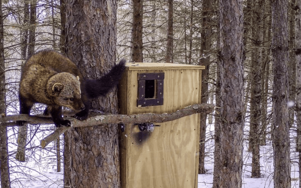 Den boxes could help falling numbers of fishers in Minnesota's north ...