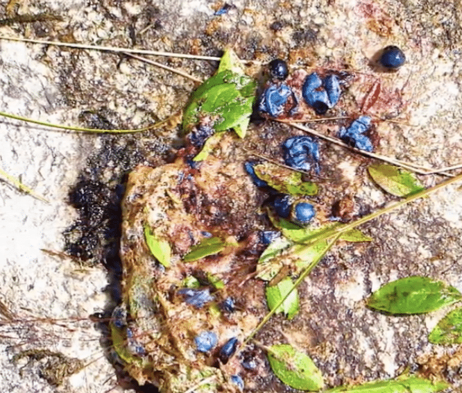 New evidence from Voyageurs National Park shows blueberries are a big ...