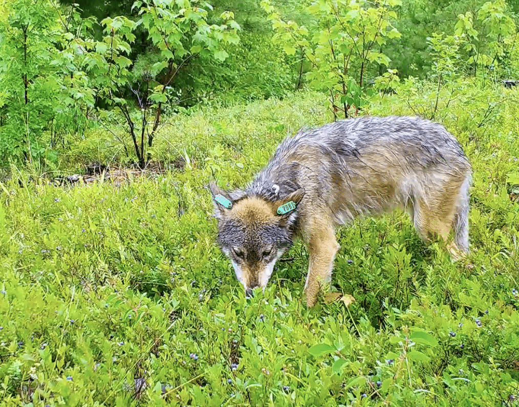 New evidence from Voyageurs National Park shows blueberries are a big ...