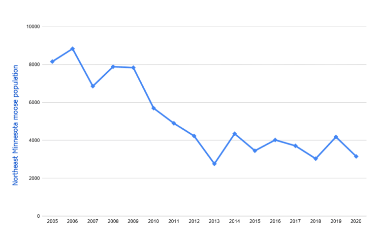 'No better, no worse' – moose population in northeast Minnesota remains ...