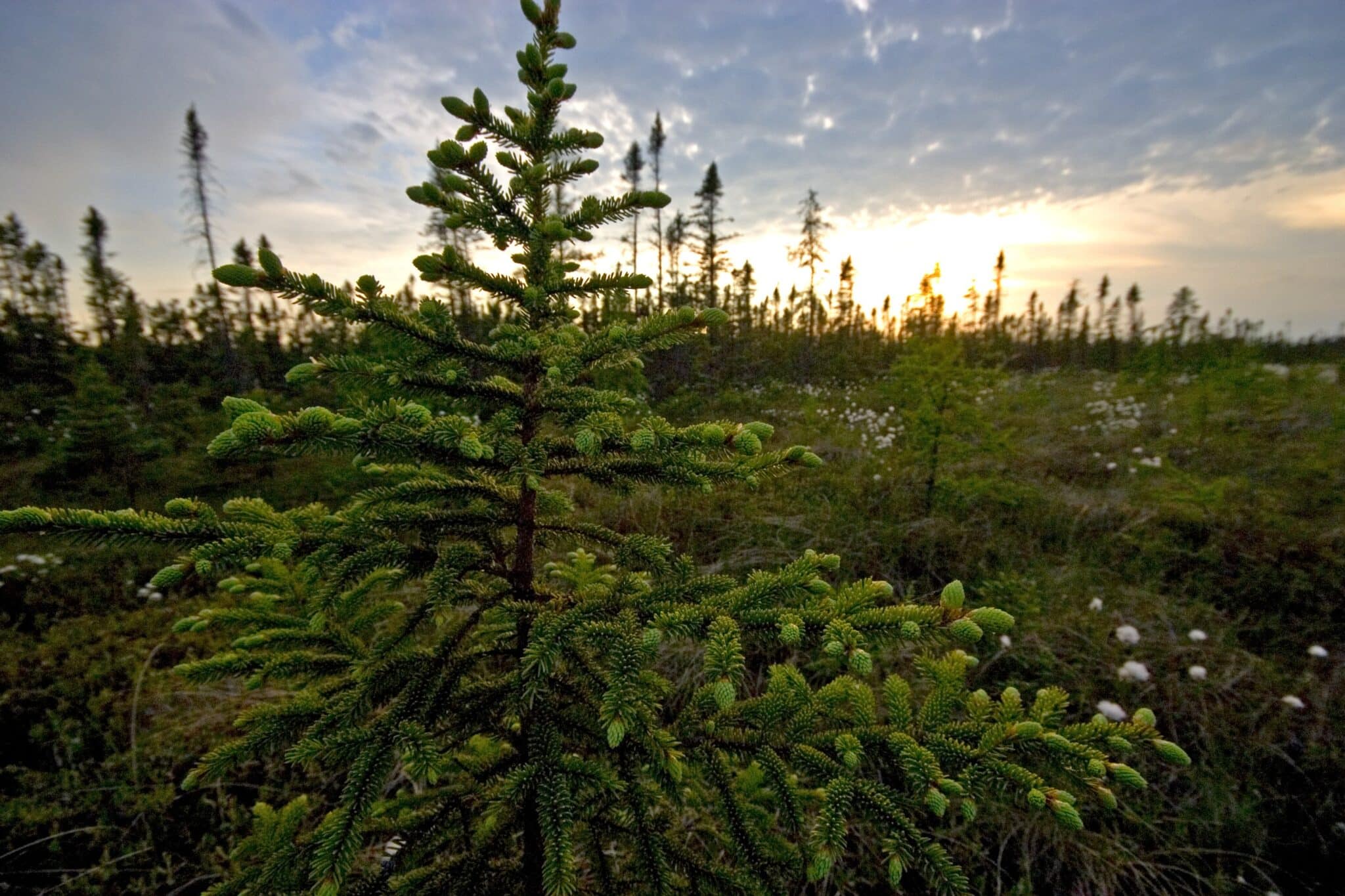 Fens, bogs and peatlands: 6+ million acres of Minnesota's unsung ...