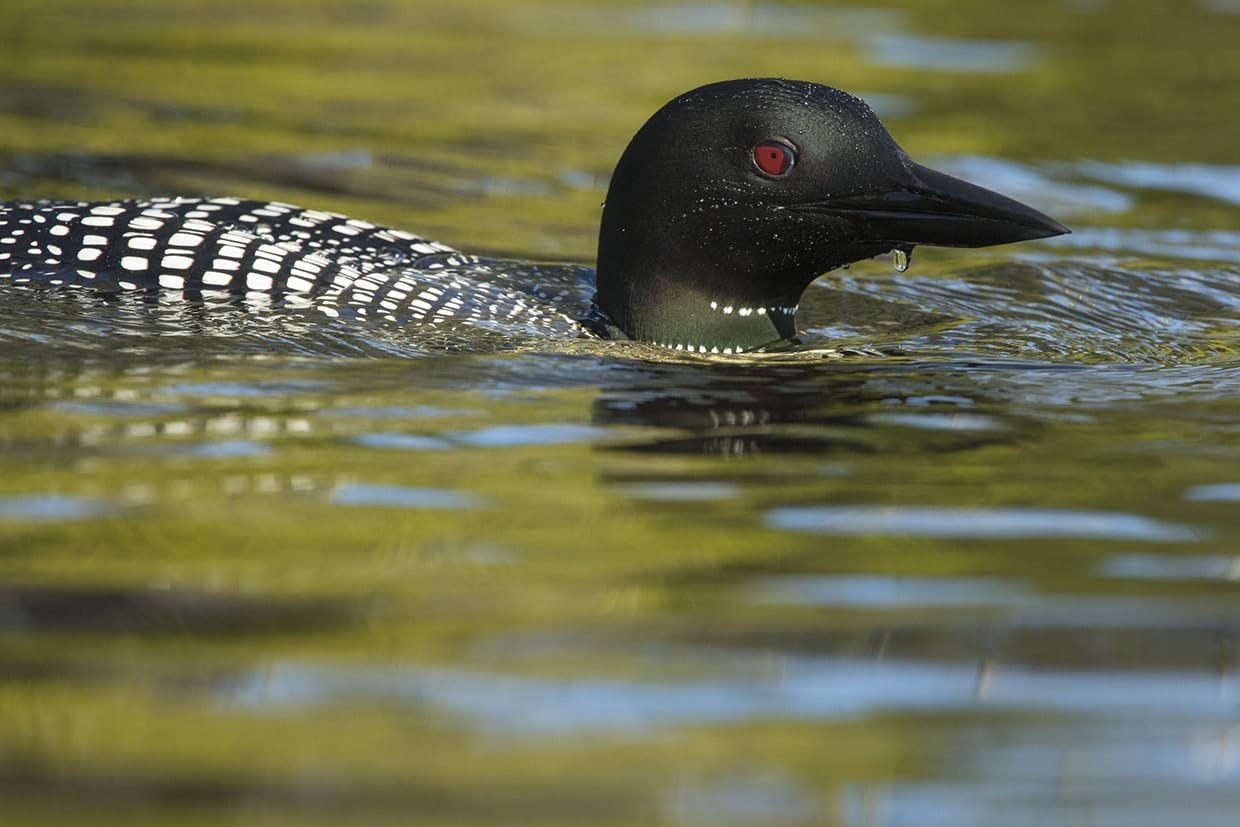 For the Love of Loons | Quetico Superior Wilderness News