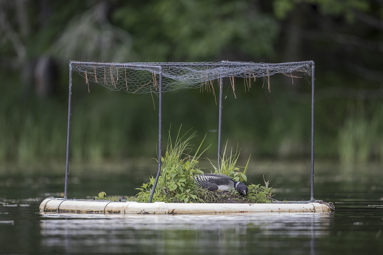 For the Love of Loons | Quetico Superior Wilderness News