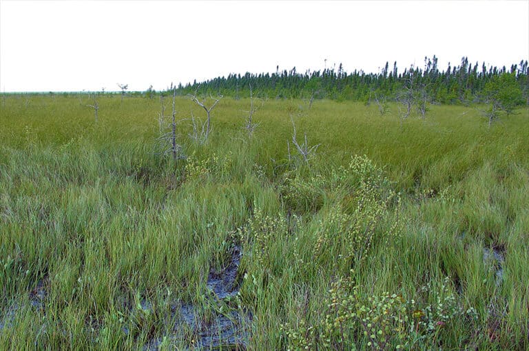 Fens, bogs and peatlands: 6+ million acres of Minnesota's unsung ...