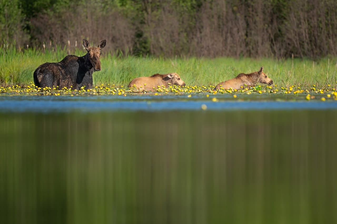 Partners study northern forests for moose and changing climate