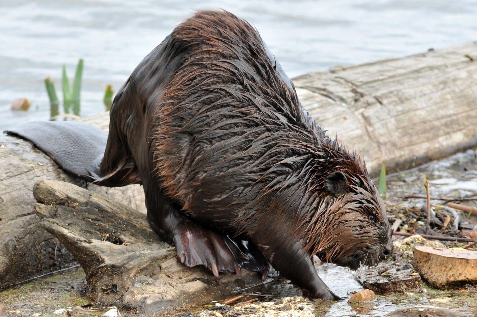 Beavers may be key to moose survival in Voyageurs National Park