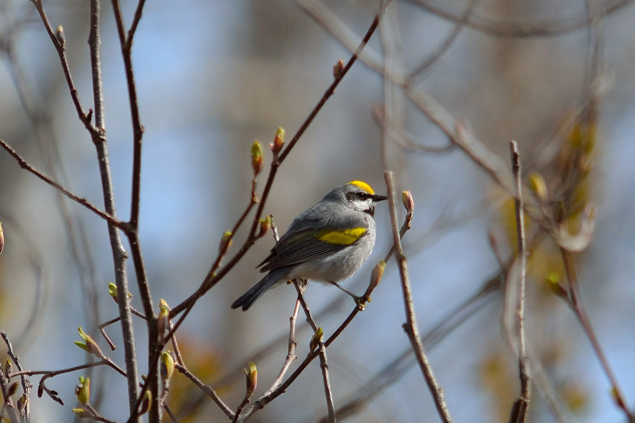 Seeking sustainable timber harvest: when loggers leave a few trees ...