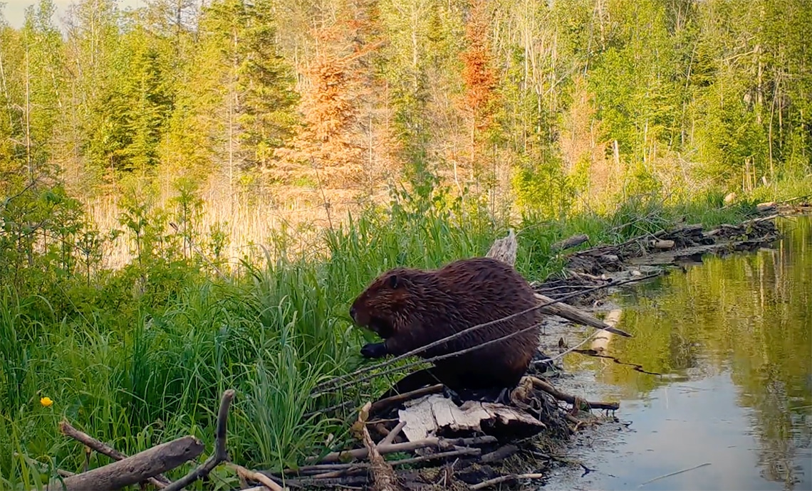 Study: Wolves alter northern Minnesota wetlands by preying on beavers ...