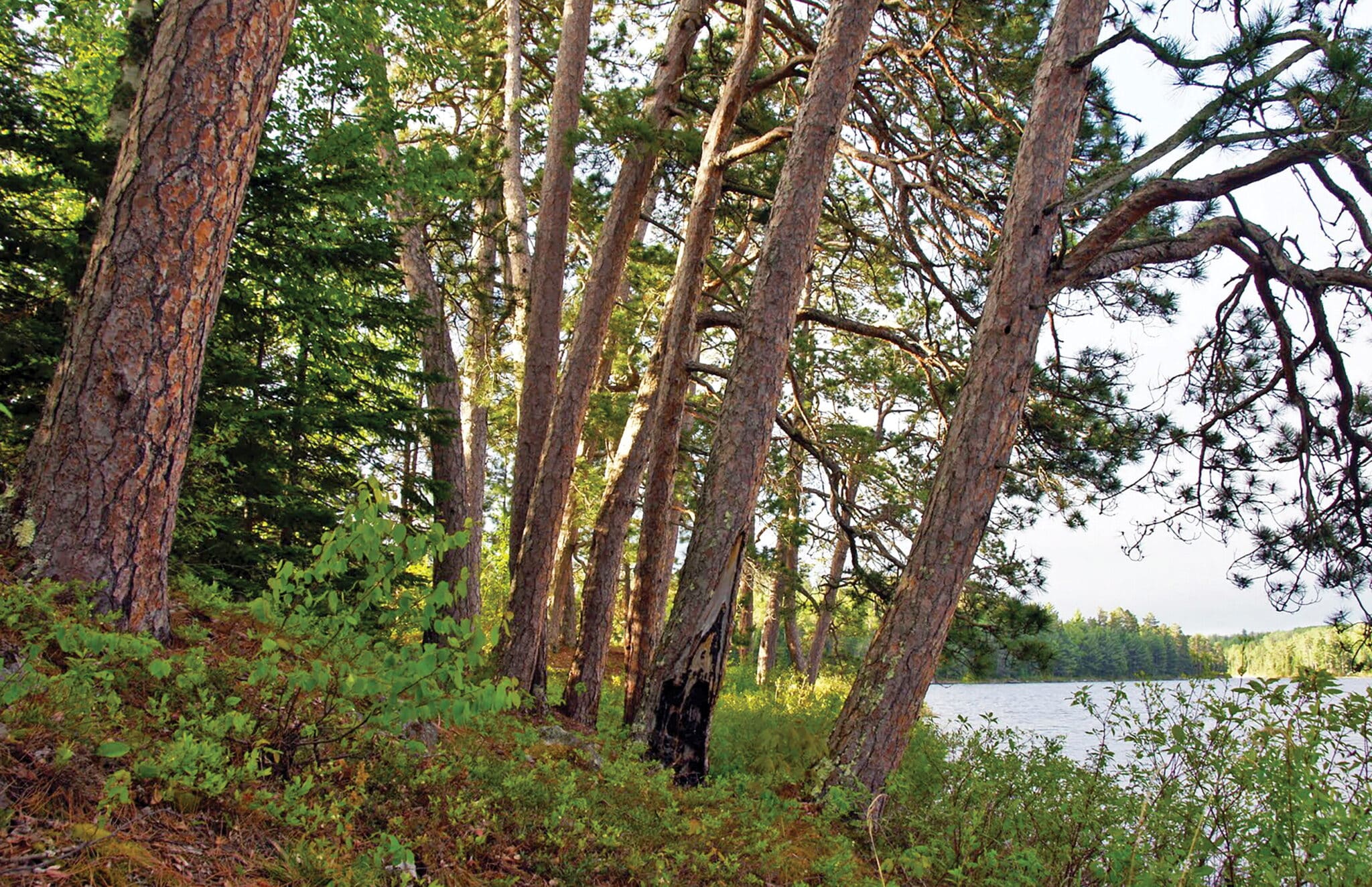 Researchers call for restoring human-forest connections in the Boundary ...
