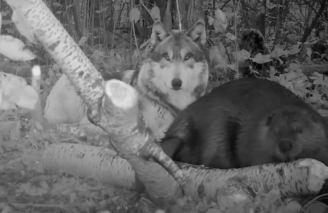 Scientists: Northern Minnesota's wolves have developed sophisticated ...