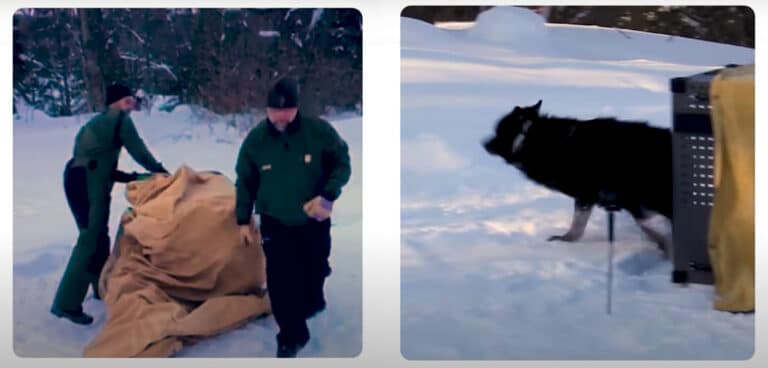 New film covers Isle Royale wolf reintroduction | Quetico Superior ...