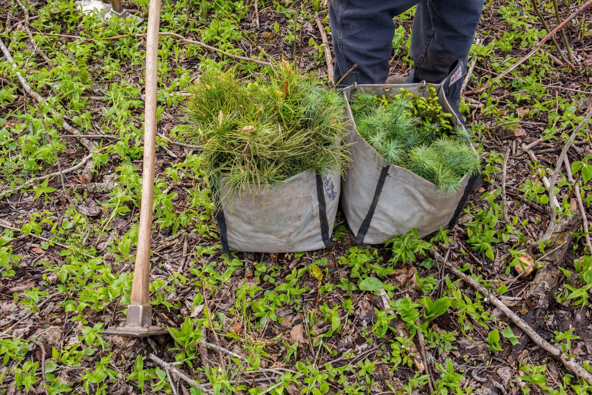 Sowing seeds of a climate-resilient forest | Quetico Superior ...