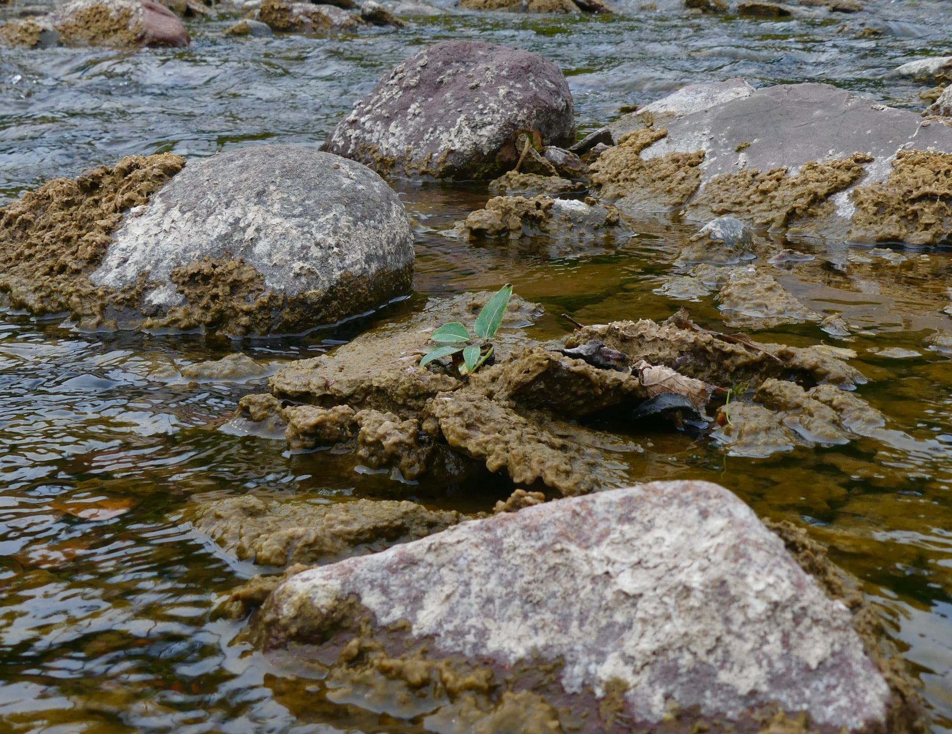 Rock snot: harmful algae sneaks into North Shore rivers