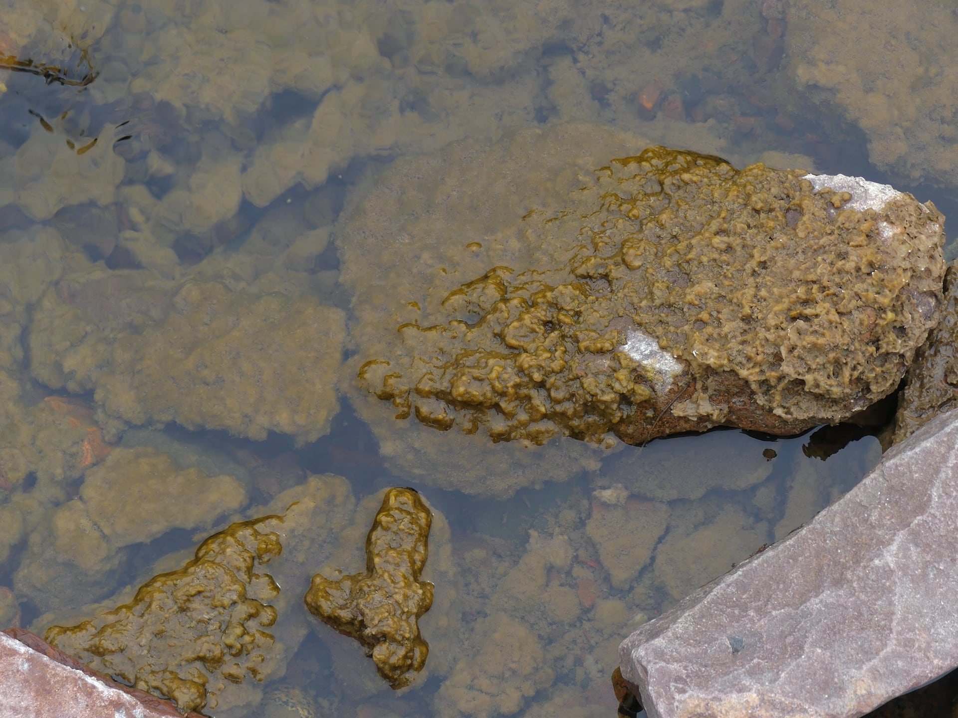 Rock snot: harmful algae sneaks into North Shore rivers