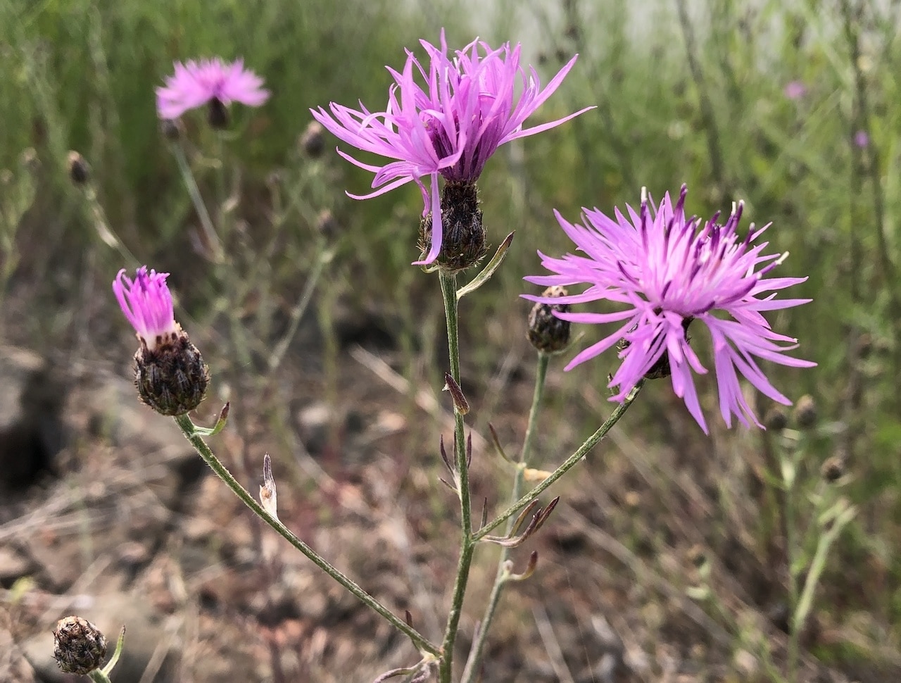 Invasive plant species encroach on canoe country