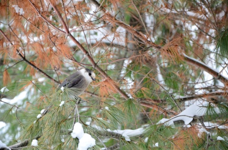 Winter in Quetico Provincial Park
