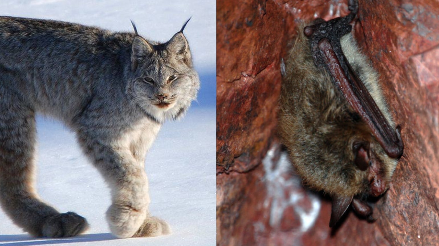 Environmental groups sue to stop PolyMet over endangered species