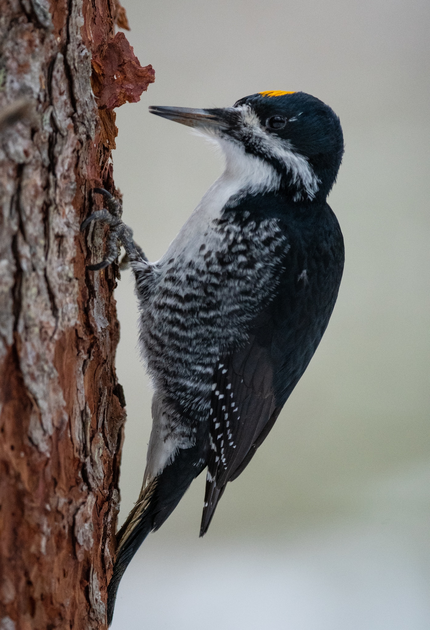 Black-backed woodpeckers need forest fires for their survival