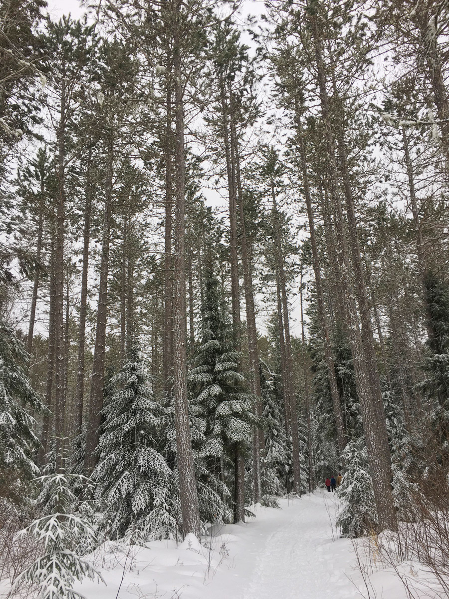 Beautiful beginner snowshoe route - George Washington Pines