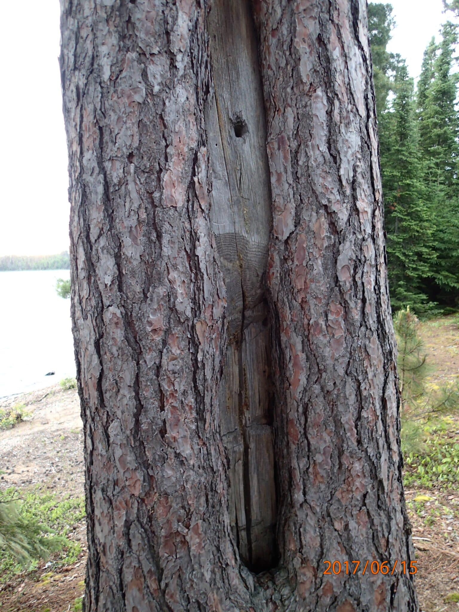peeled red pine tree | Quetico Superior Wilderness News