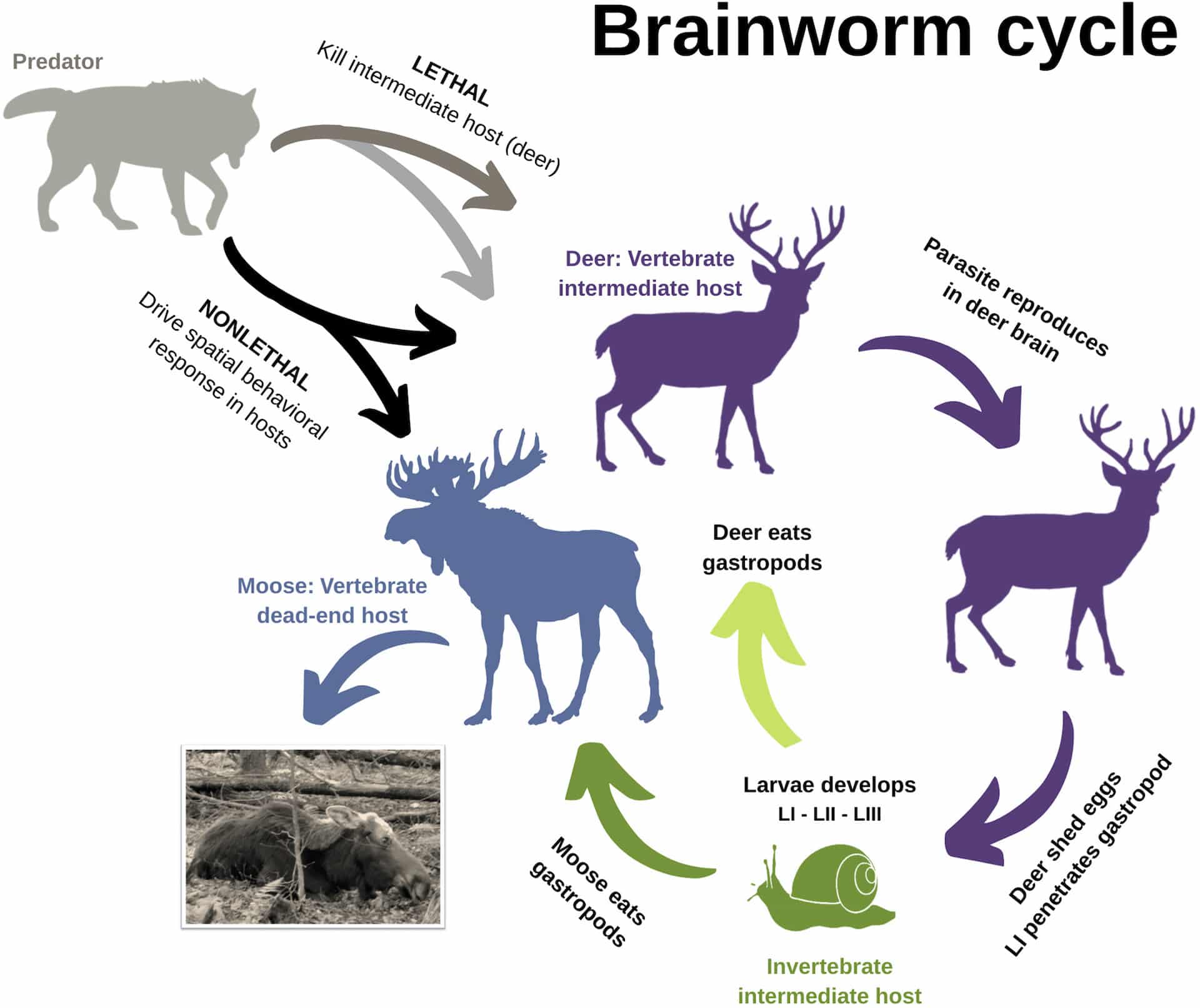 Study: Wolves help moose by preventing spread of deer parasite