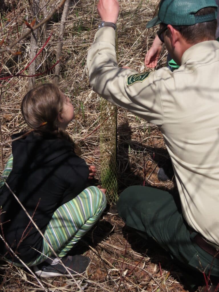 Crews plant thousands of trees where Greenwood Fire burned