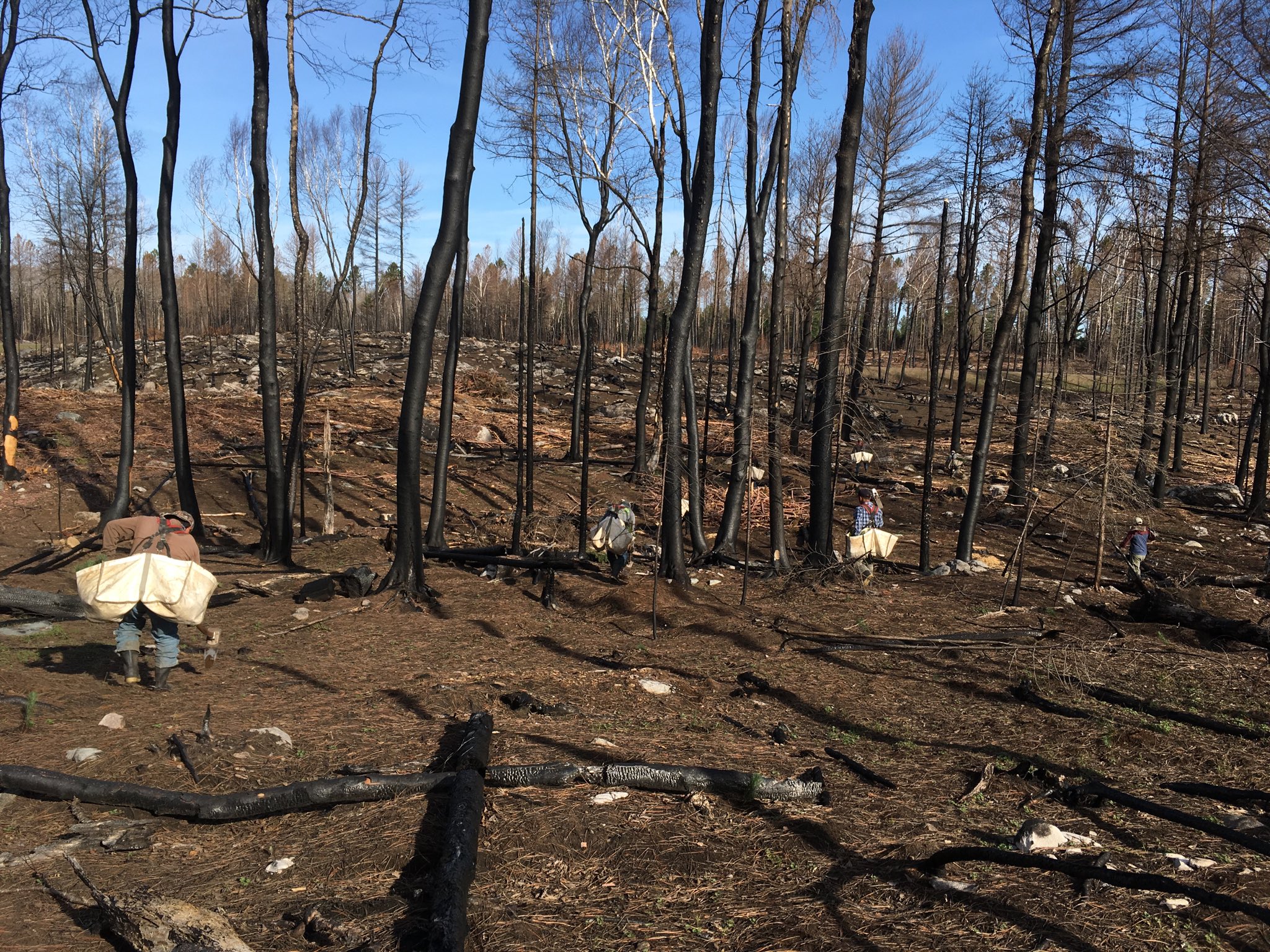 Crews plant thousands of trees where Greenwood Fire burned