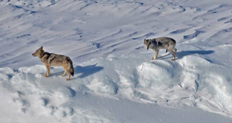 More wolves, fewer moose on Isle Royale