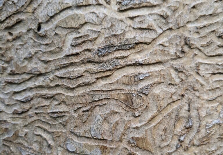 Emerald ash borer threatens Minnesota's forested wetlands