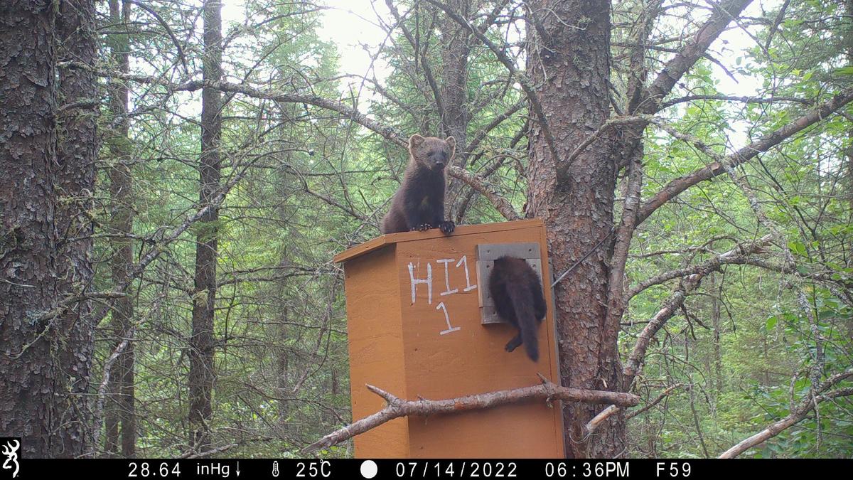 Fishers fail to fall for fake nesting sites