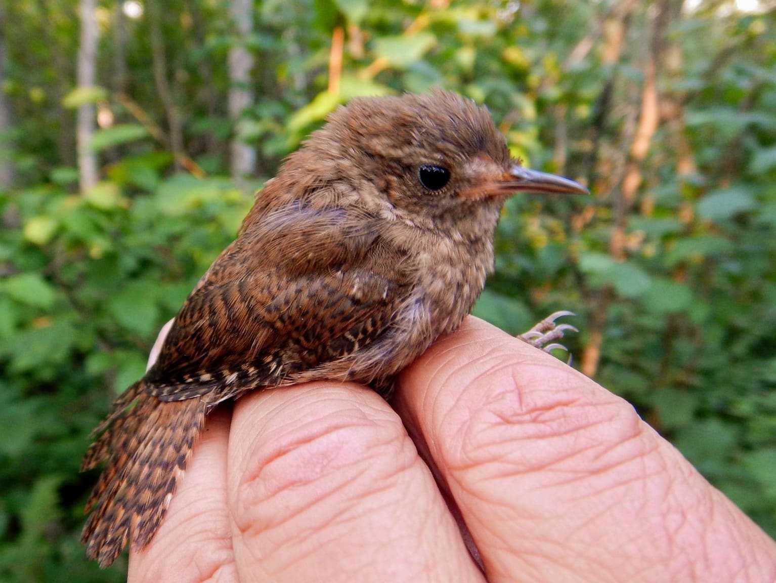 Emerald ash borer threatens Minnesota's forested wetlands