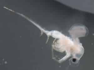 Invasive spiny water flea found in Boundary Waters lakes