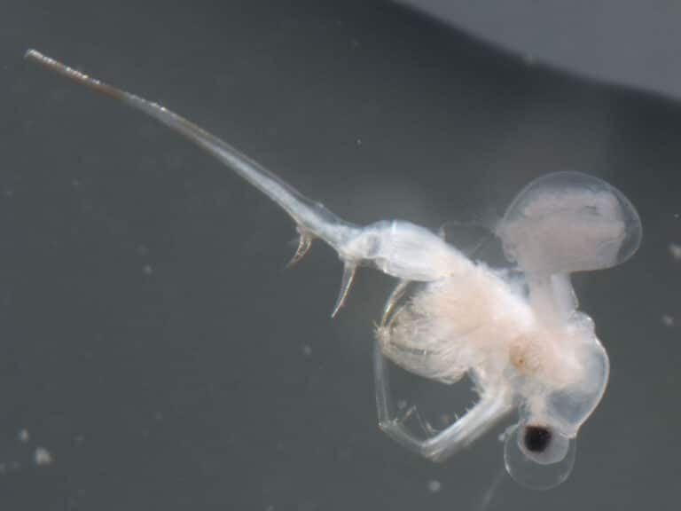 Invasive spiny water flea found in Boundary Waters lakes